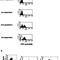 Expression cloning of human CD2 by using CD58-displaying BV as the probe.
