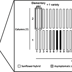 (left) An illustration of the experimental design with 3 replicates and ...