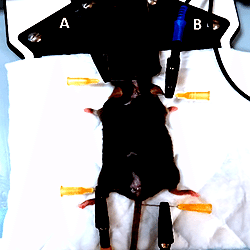 Placement of bioimpedance spectroscopy electrodes on a mouse.