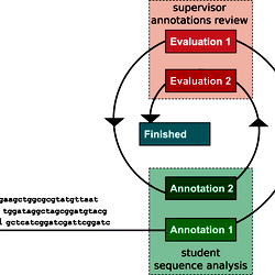 Two-Stage Sequence Annotation Cycle