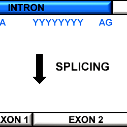 Schematic Example of an Intron-Containing Gene