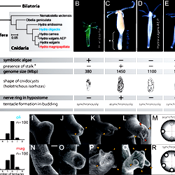 Variation in Morphological Traits among Different Hydra Species