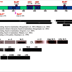 BicD structure and expression levels.