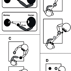 Schematic illustration of the eye contact and pointing training.