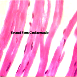 Longitudinal section through the heart of a rabbit showing normal ...