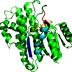 The tertiary structure of CBR3.