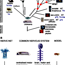 A Common Origin for the NT Superfamily Underlies Nervous System ...