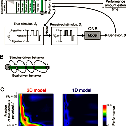 Performance of the 2D and 1D models in Task 2.