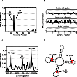 Evolution of genetic triggers.