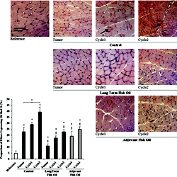 Oil Red O staining and analysis of neutral lipid localization in rat ...