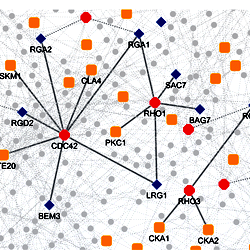 Network schemas: an example and the topologies considered.