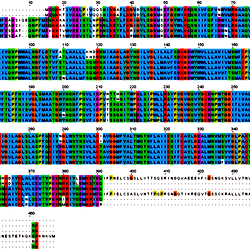 Multiple alignments of Ut1 proteins in selected elasmobranchs.