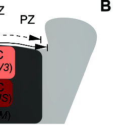 Basic layout of the shoot apical meristem and our model.