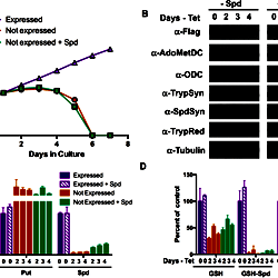 The effects of Prozyme knockout on blood form T. brucei.