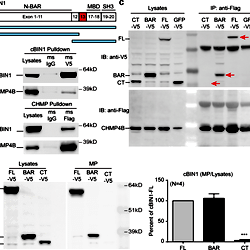 Cardiac bridging integrator 1 (cBIN1) recruits charged multivesicular ...