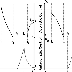 Optimal Triphasic Pattern.