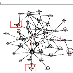 Ingenuity Pathway Analyses (IPA) for key signaling network in Akita ...