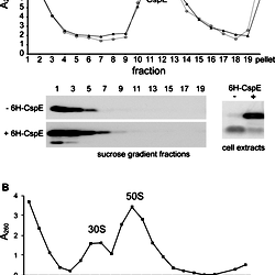 Subcellular distribution of CspE and 6His-CspE.