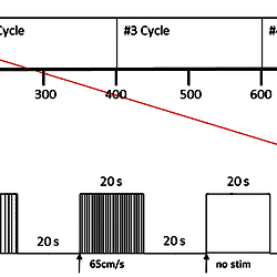 Experiment stimulus design.