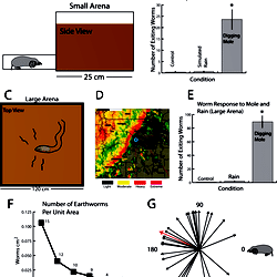 Summary of experiments examining earthworm responses.