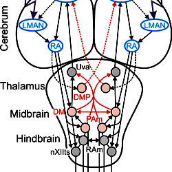 Schematic of Bilaterally Organized Song-Control Areas in the Zebra ...