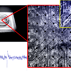 Living Rat Cortical Neurons on a 60 Electrode Microelectrode Array (MEA ...