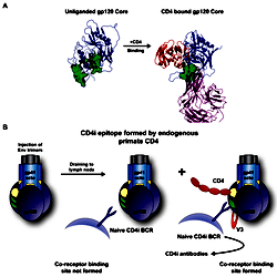 Schematic representations of the pre-CD4 and post-CD4 conformations of Env.