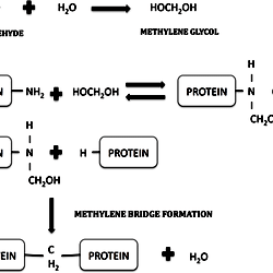 Schematic view of formaldehyde fixation stages.