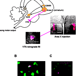 Anatomical identification of VTA cell types.