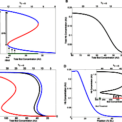 Bifurcation diagrams and simulations for the hunchback (hb) self ...