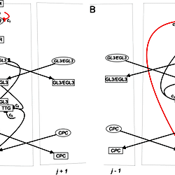 Schematics Showing Two Alternative Forms of the Epidermal Interaction ...