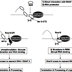 Two activities of Npl3 promote elongation.