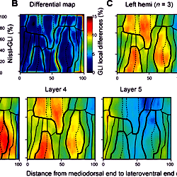 Spatial distribution of Nissl-GLI in standardized cortical maps.