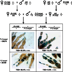 Maternal inheritance of TSE does not require the presence of the target.