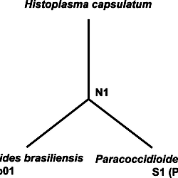 The phylogeny of H. capsulatum, P. brasiliensis Pb18, and P ...