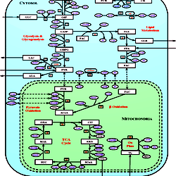 Schematic diagram of biochemical pathways depicting various chemical ...