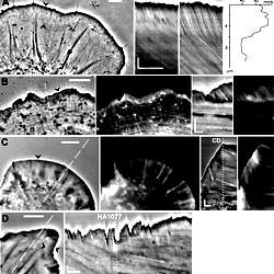 Retrograde actin flow in spreading cells visualized by enhanced phase ...