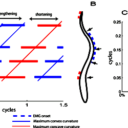 Relative timing of activation and movement.