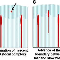 Diagram of the multi-step protrusion process at the leading edge of the ...