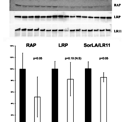 Analysis of RAP, LRP and SorLA/LR11 levels.