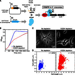 Depletion of KGDH using CRISPRi causes growth and morphology defects.