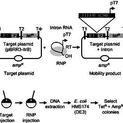 Group II intron-integration assay in X. laevis oocyte nuclei.