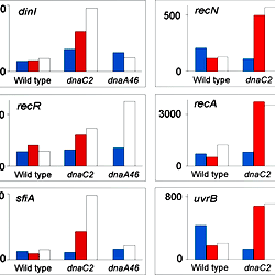 SOS induction in dnaC2 bacteria at the non-permissive temperature.