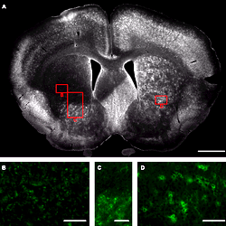 WFA labelling is abolished by ChABC.