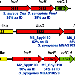 Schematic of three fimbrial operons.