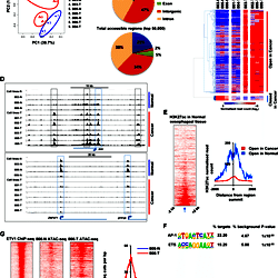 ATAC-seq reveals in patient samples identifies AP1 and ETS proteins as ...