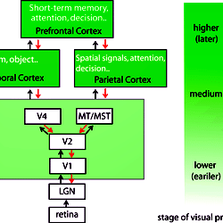 Visual Information Processing