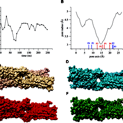 The pore size and structure in the single-pore system.