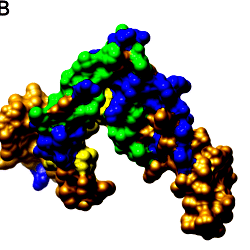 The overlap between the largest positive patch and the real RNA-binding interface in three ...