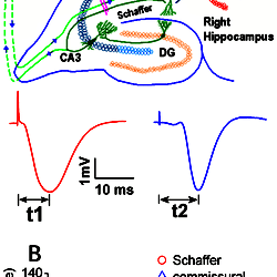 Schaffer and commissural pathways in CA3-CA1 network.